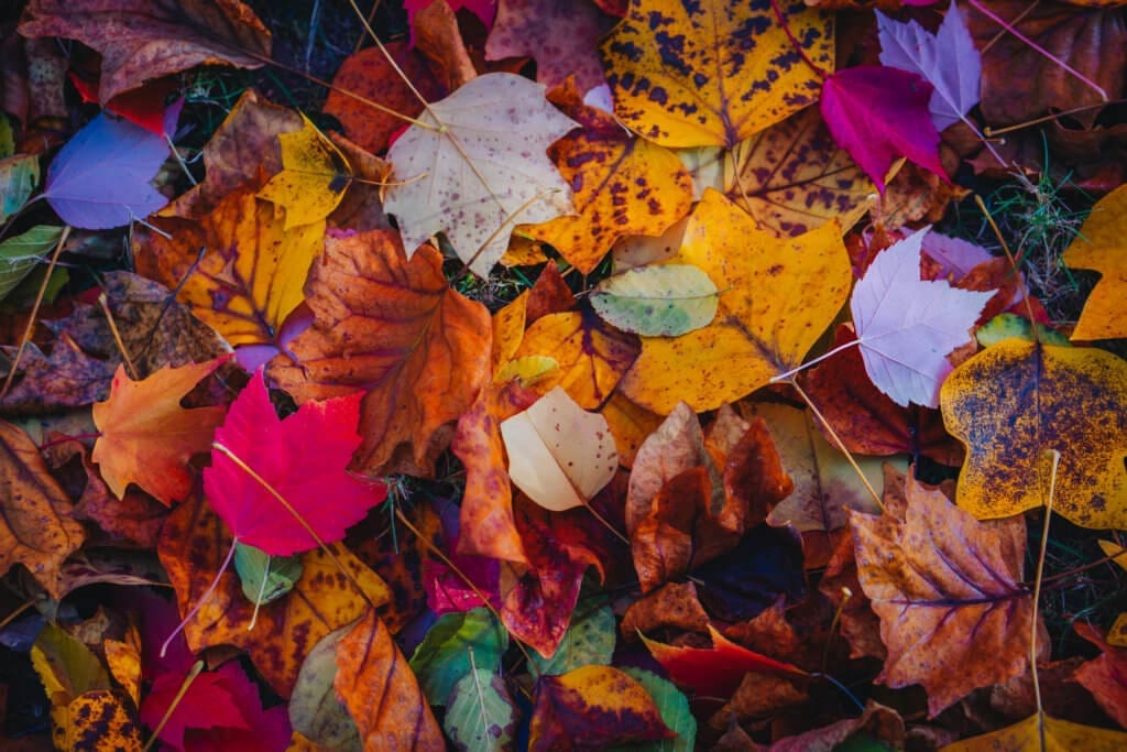 Uses for Fallen Leaves - Hilton Landscape Supply