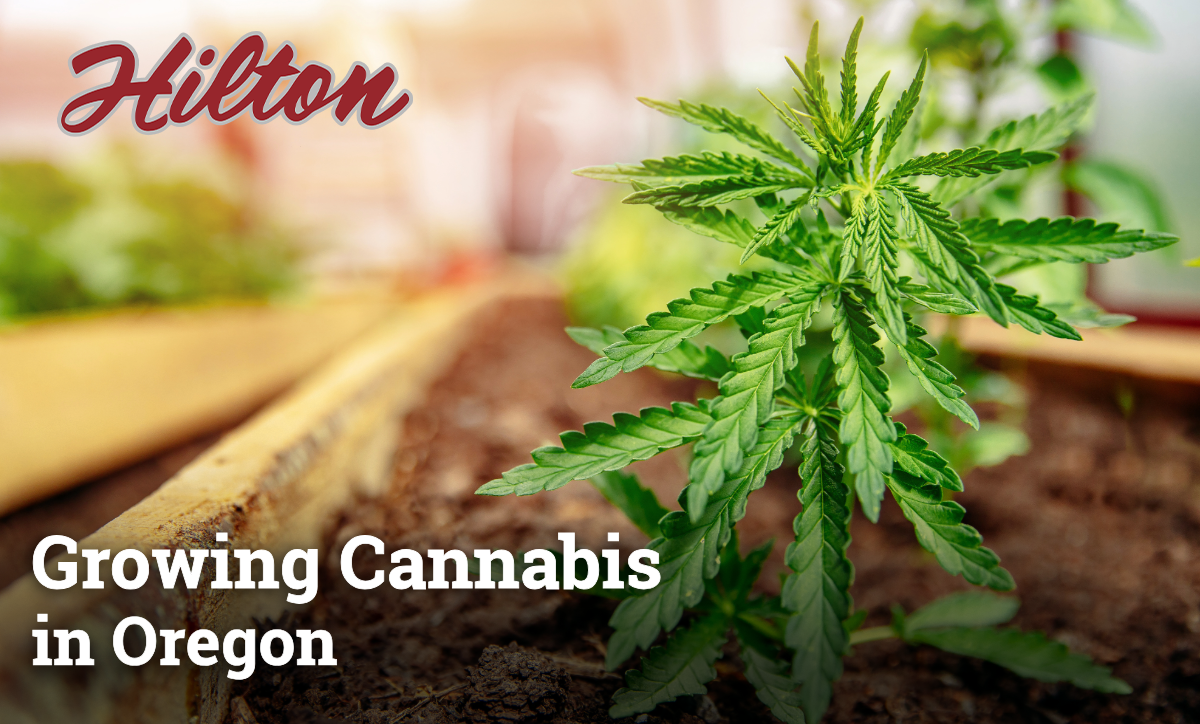 Cannabis Growing in Oregon: Essential Products and Tips - Hilton ...